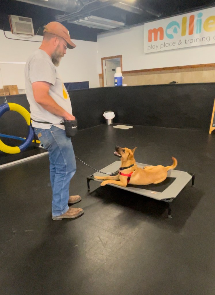 Dog Training - Mollie's Dog Place